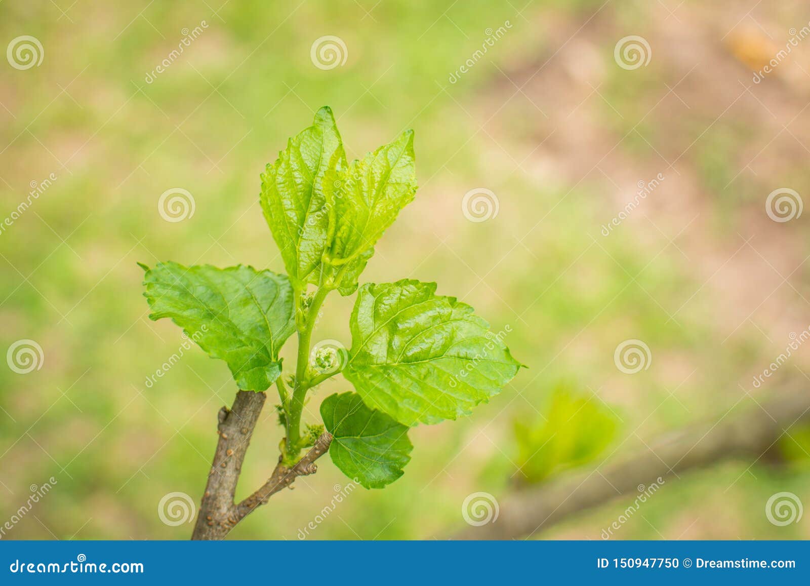 Plant Growing from Cutting Brach in Morning Light Stock Photo - Image ...