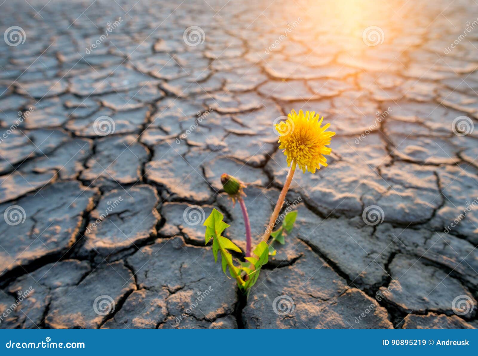 Plant growing in desert stock image. Image of drought - 90895219