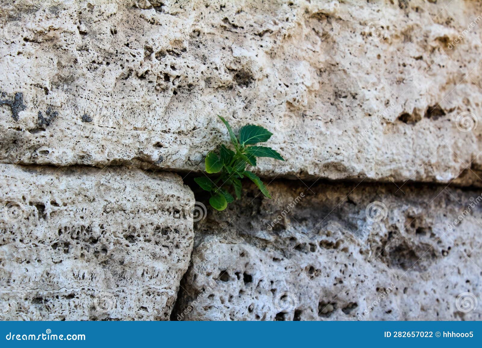 A Plant Growing in the Gap of the Stone. Stock Photo - Image of fence ...