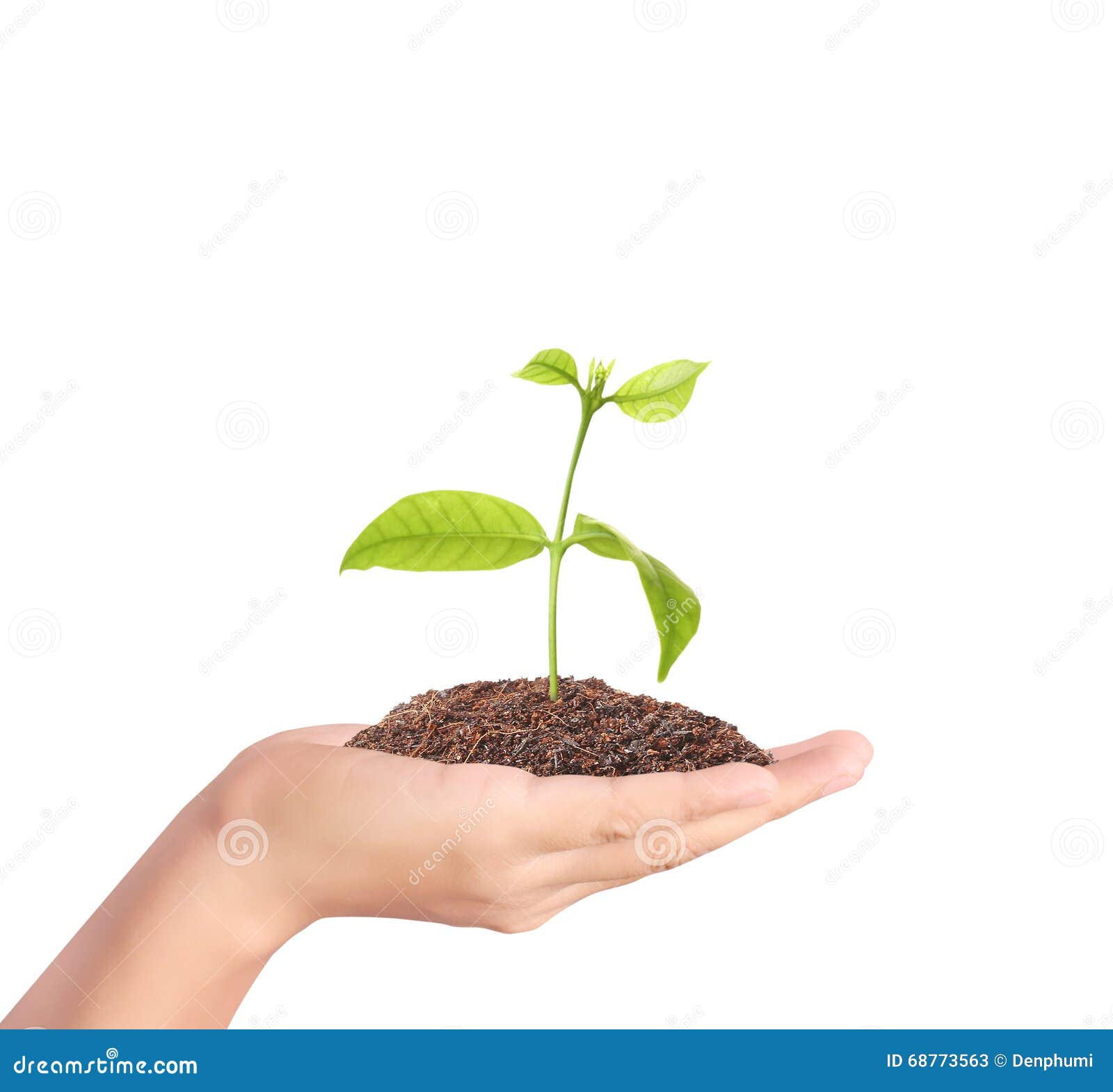 Plant growing in hand stock image. Image of loan, nature - 68773563