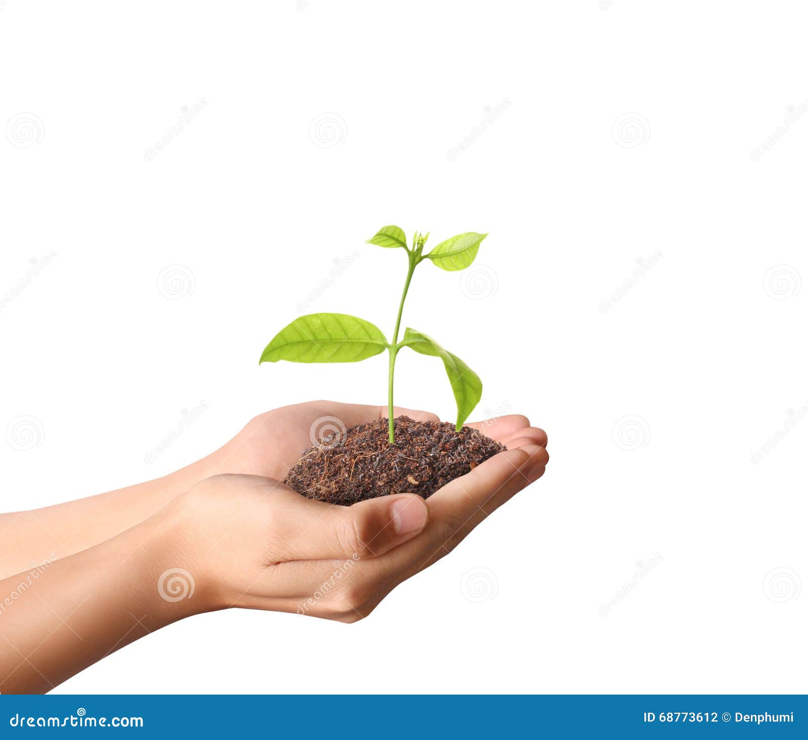 Plant growing in hand stock photo. Image of investment - 68773612