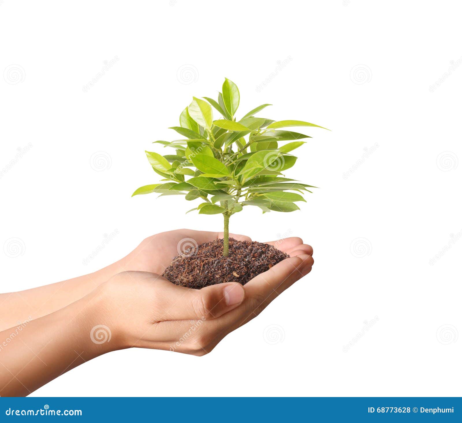 Plant growing in hand stock photo. Image of economic - 68773628