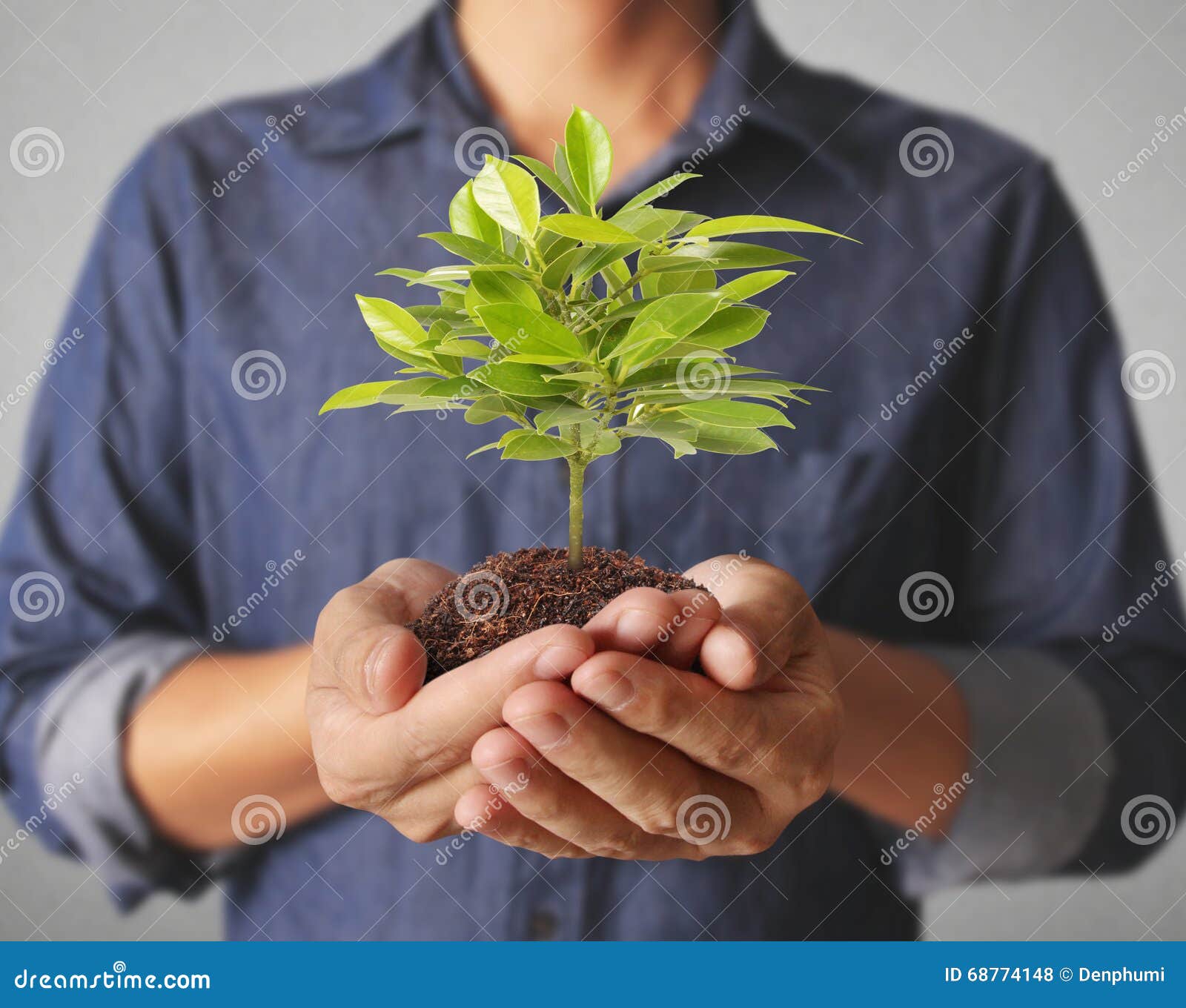 Plant growing in hand stock photo. Image of savings, success - 68774148