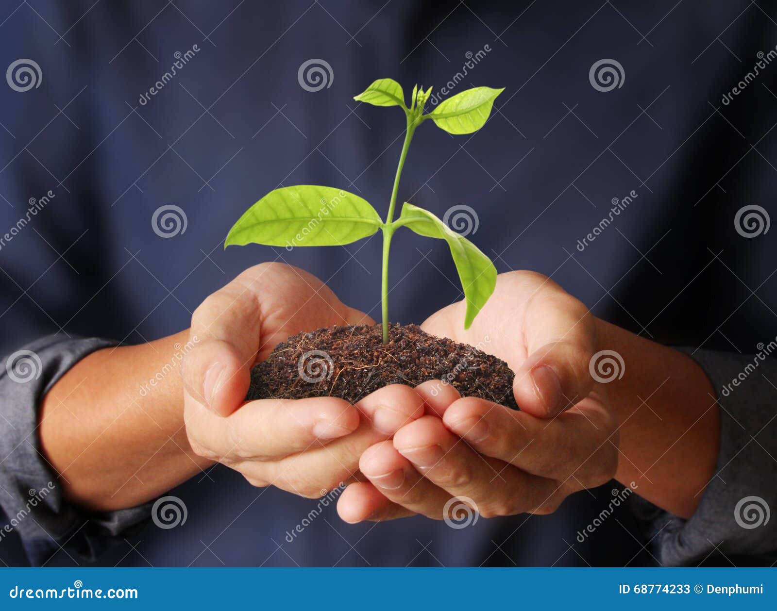 Plant growing in hand stock image. Image of coin, baht - 68774233