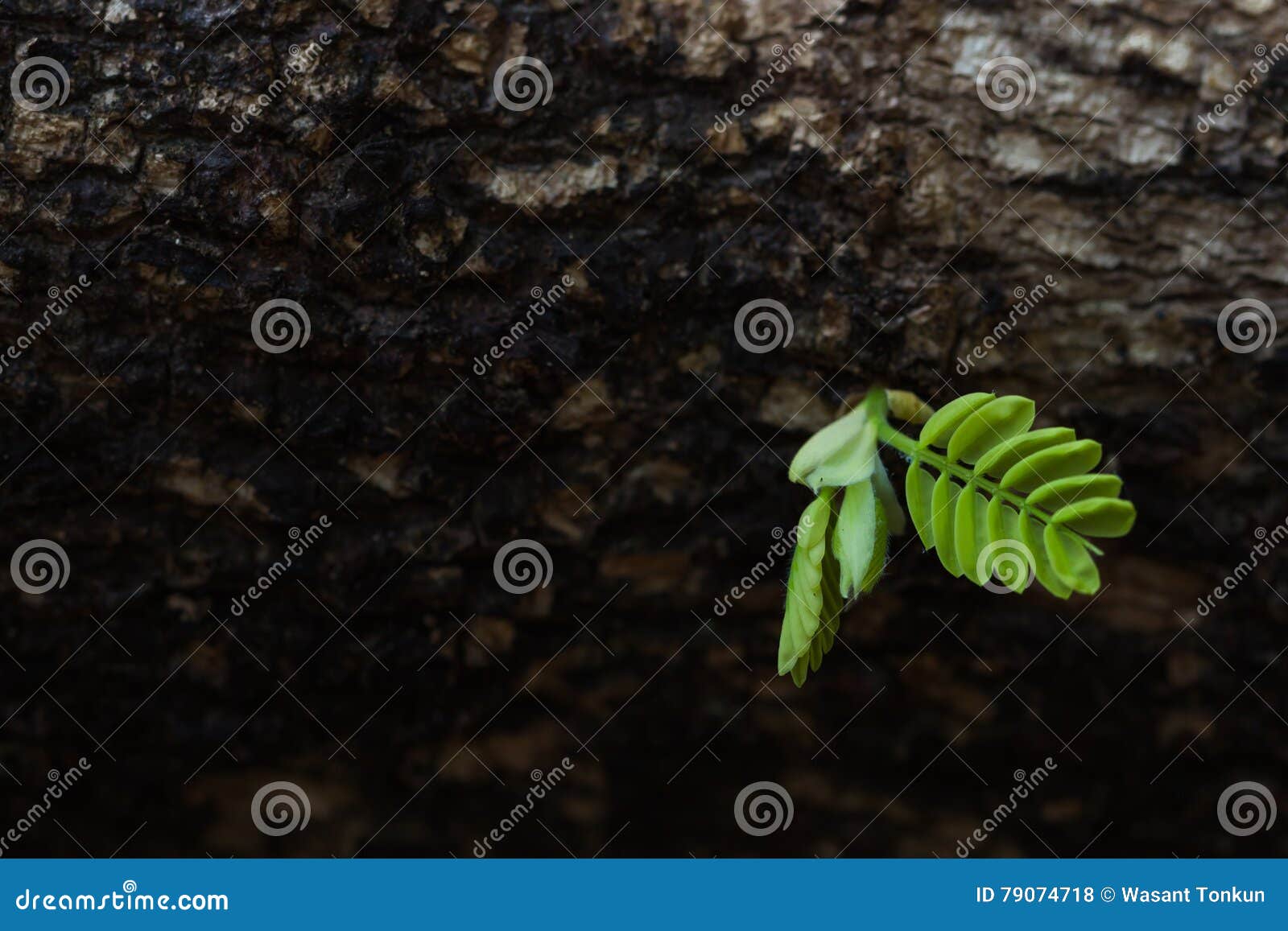 Plant growing is hope stock photo. Image of concepts - 79074718