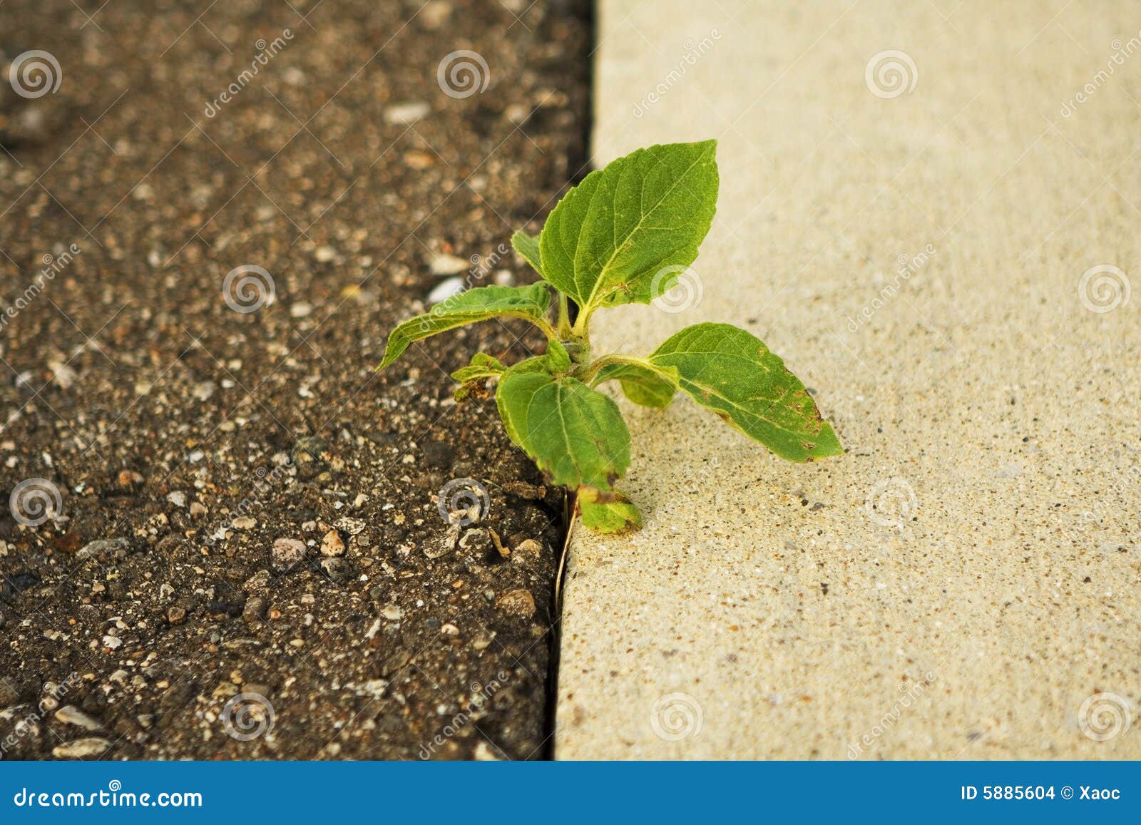 Plant Growing between an Opening Stock Photo - Image of crack, weed ...