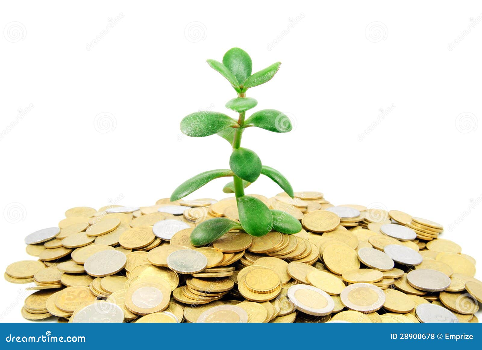 Plant Growing Out of Gold Coins Stock Photo - Image of bank, isolated ...