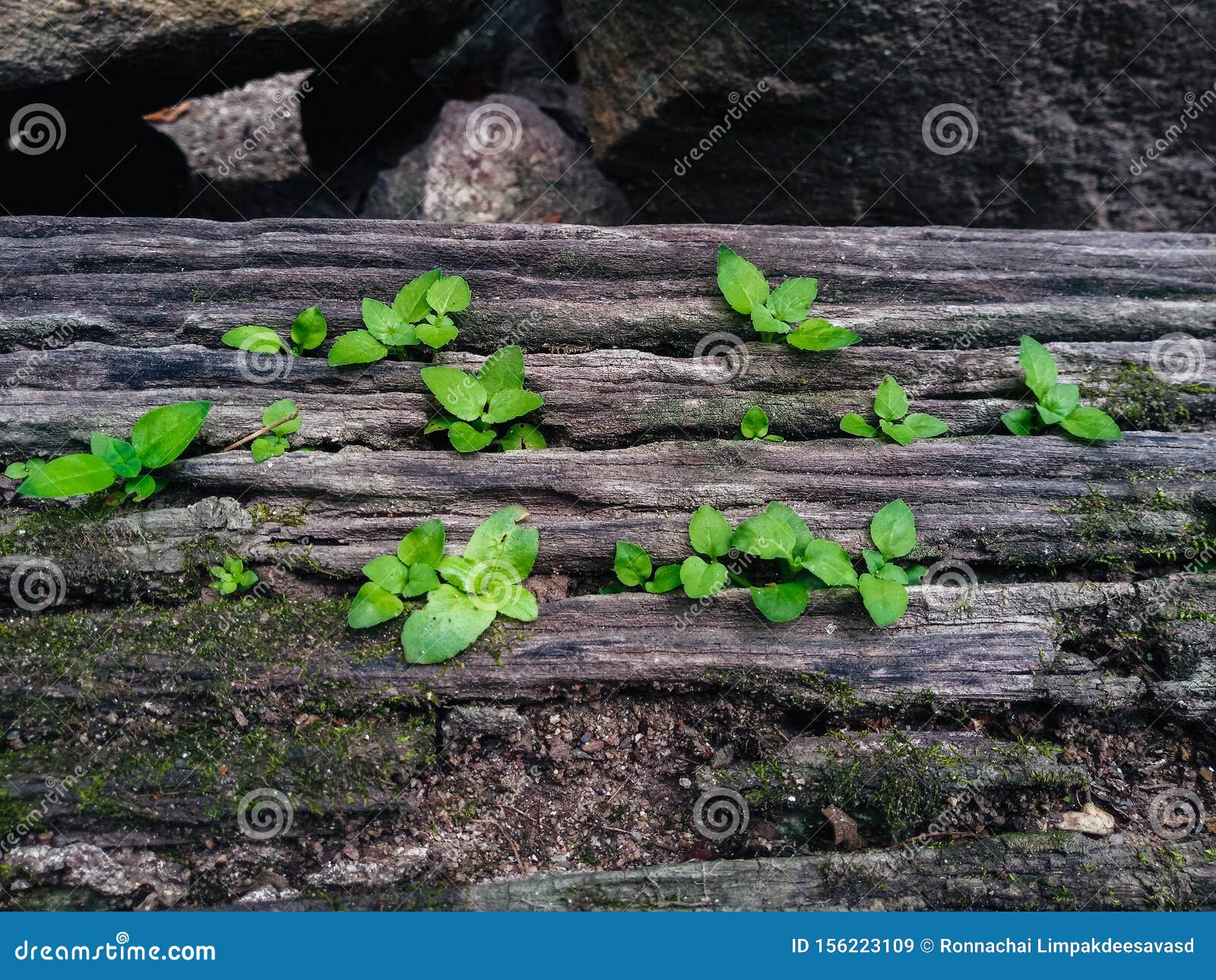 Plant Growing Out of Old Tree Log Stock Image - Image of agriculture ...