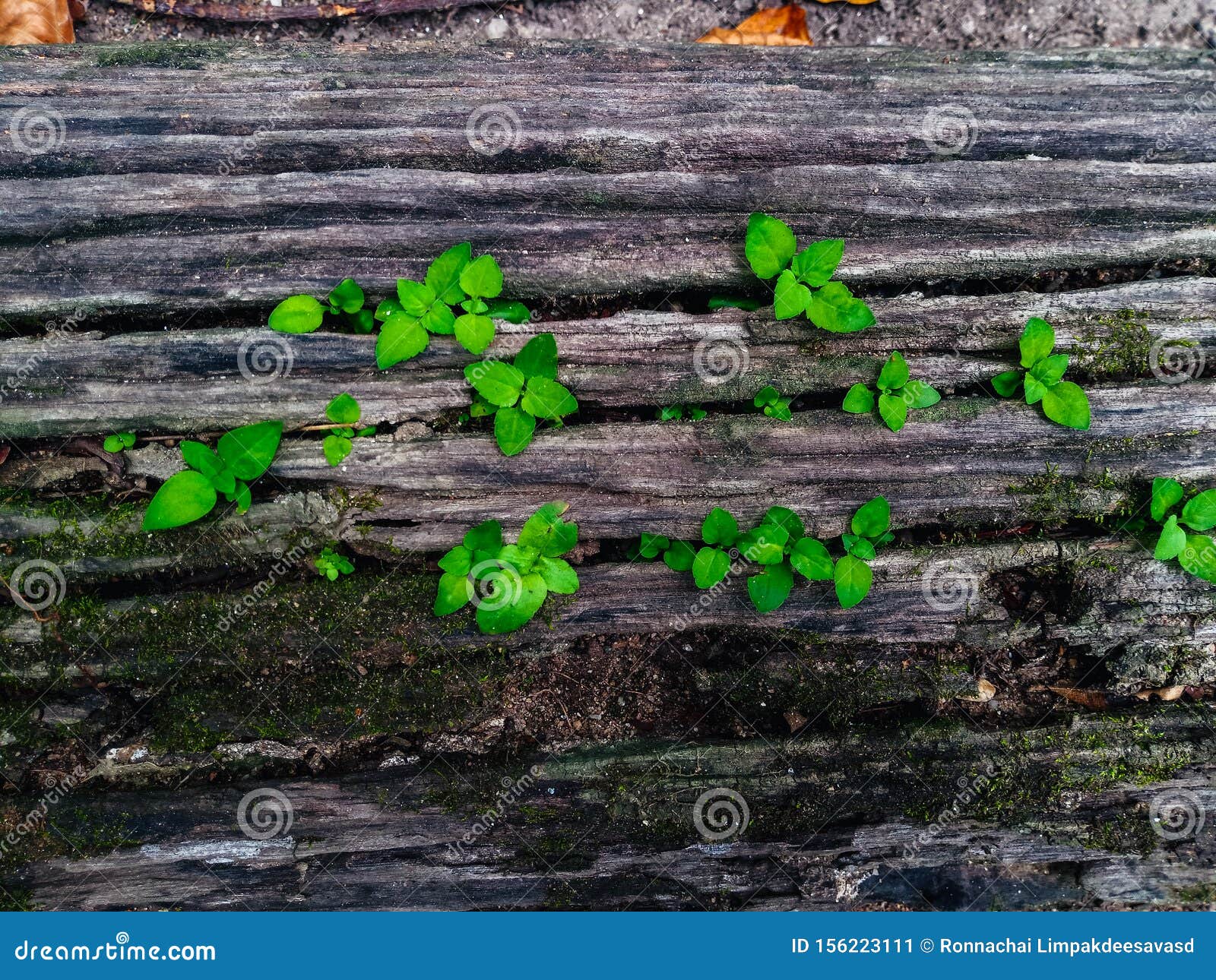 Plant Growing Out of Old Tree Log Stock Image - Image of grunge ...