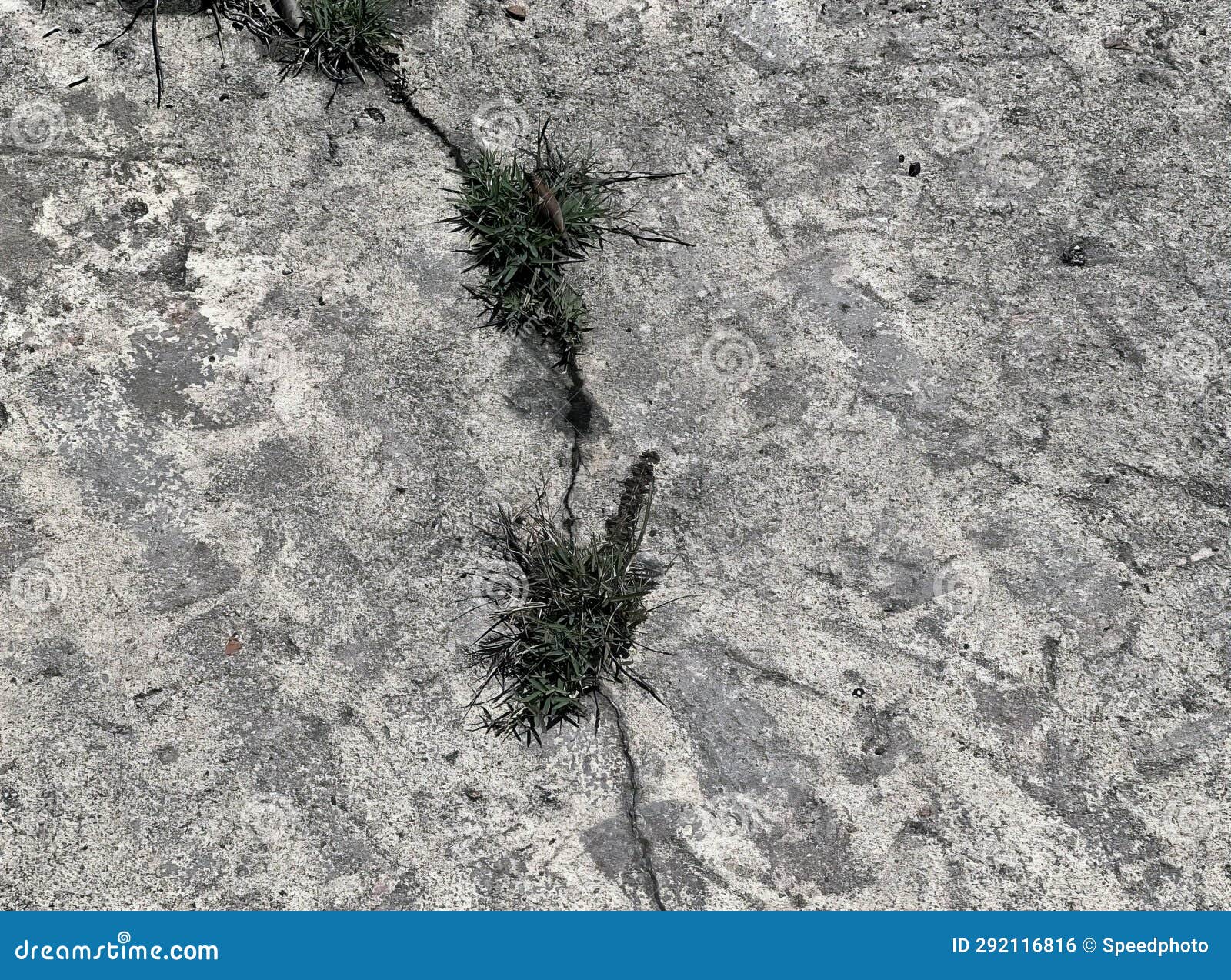 A Plant Growing Out of the Rock Stock Photo - Image of growing, isopod ...