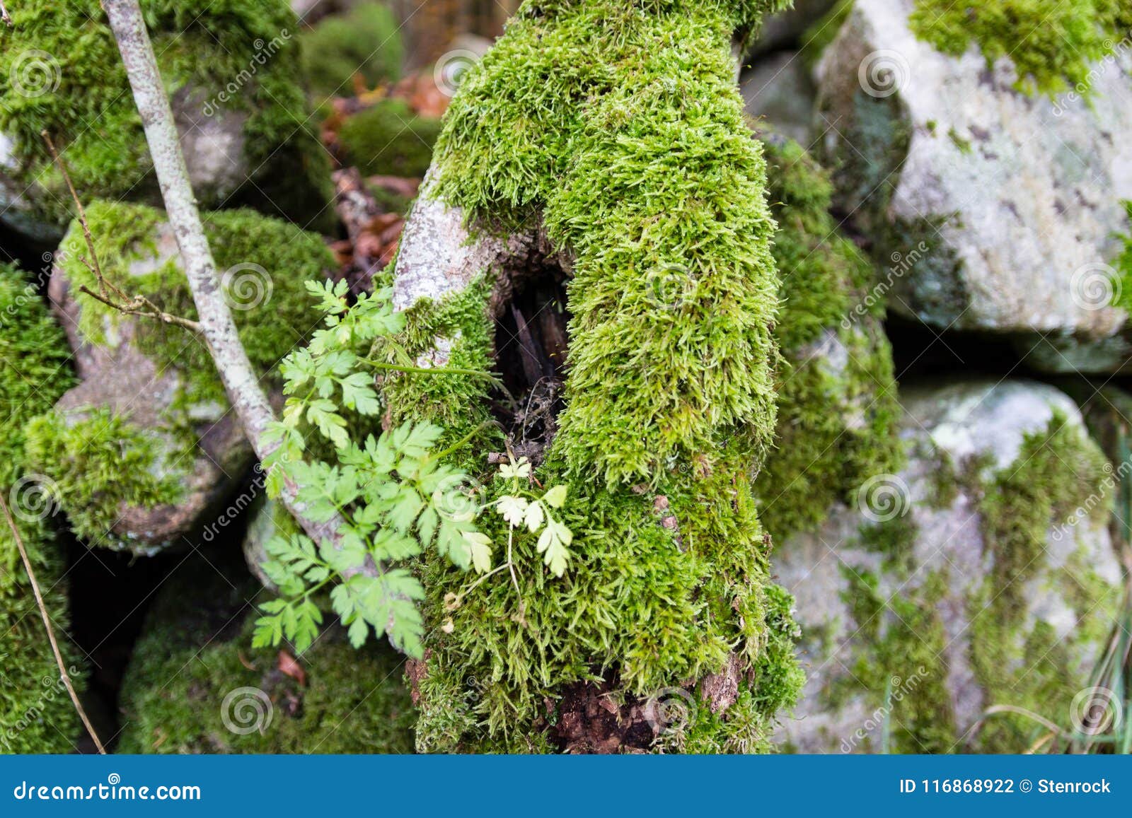 Plant Growing Out of a Tree Stock Photo - Image of life, hole: 116868922