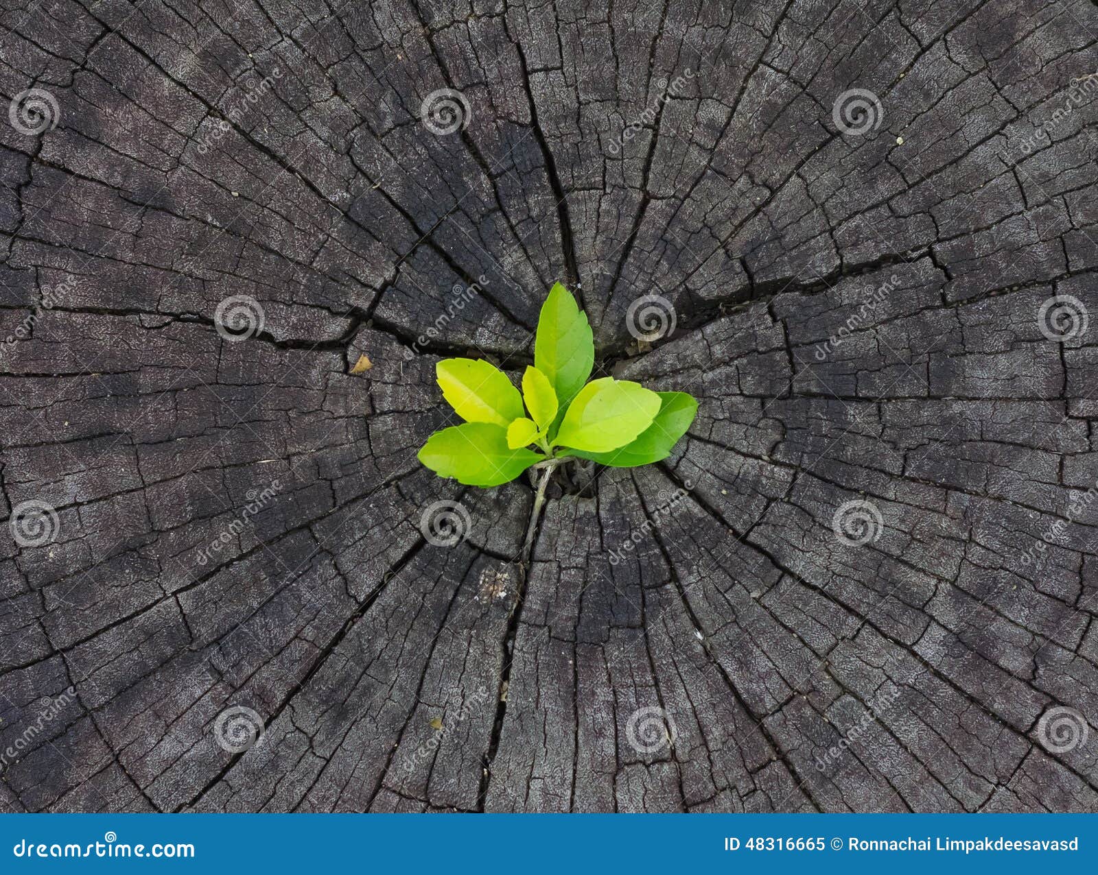 Plant Growing Out of a Tree Stump Stock Image - Image of agriculture ...