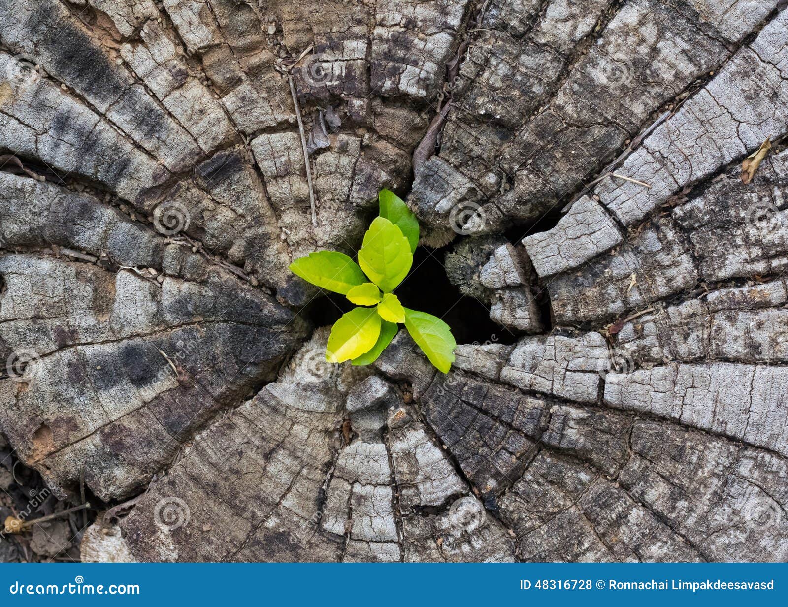 Plant Growing Out of a Tree Stump Stock Photo - Image of form, leaf ...