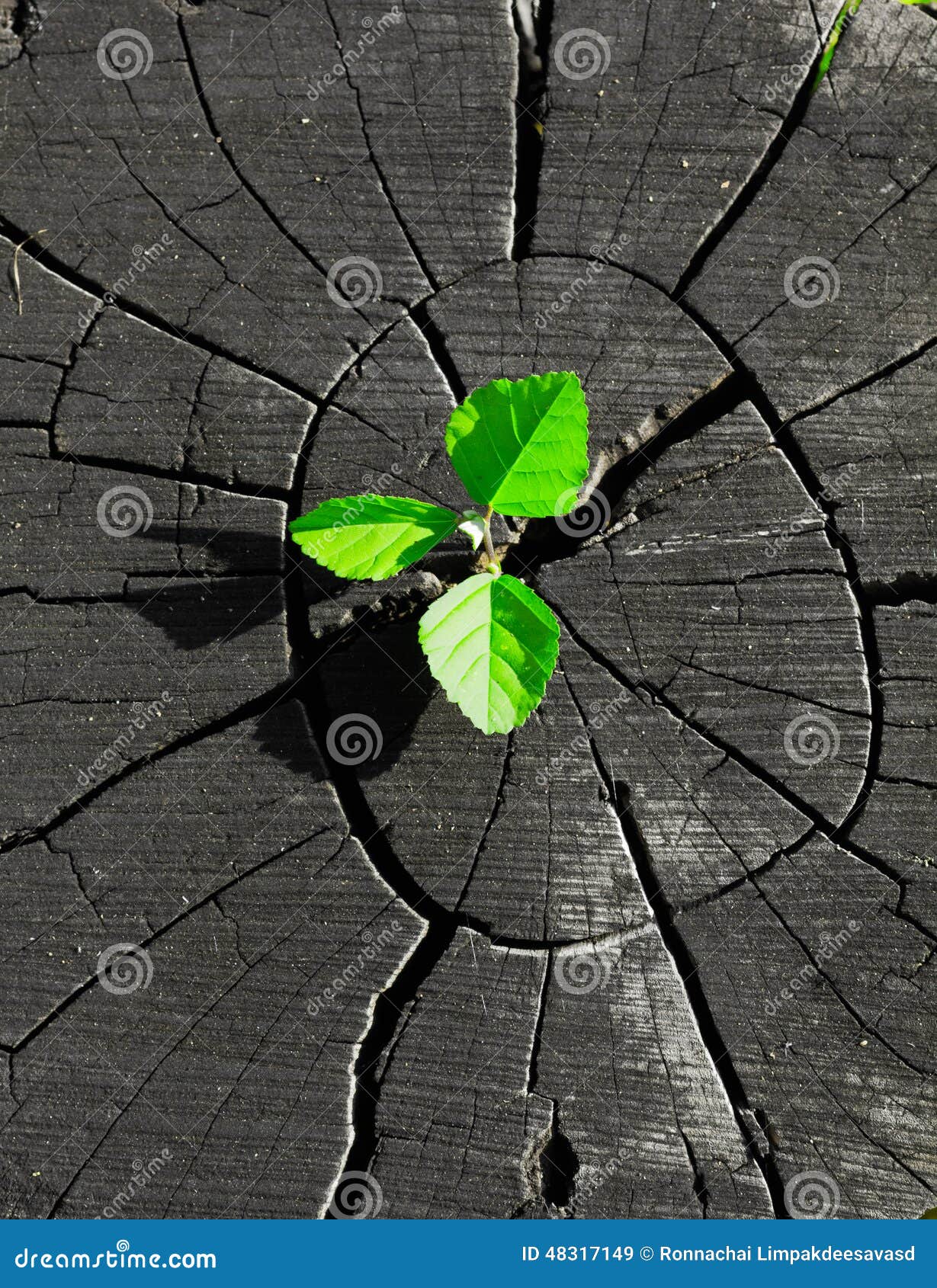 Plant Growing Out of a Tree Stump Stock Image - Image of stem ...