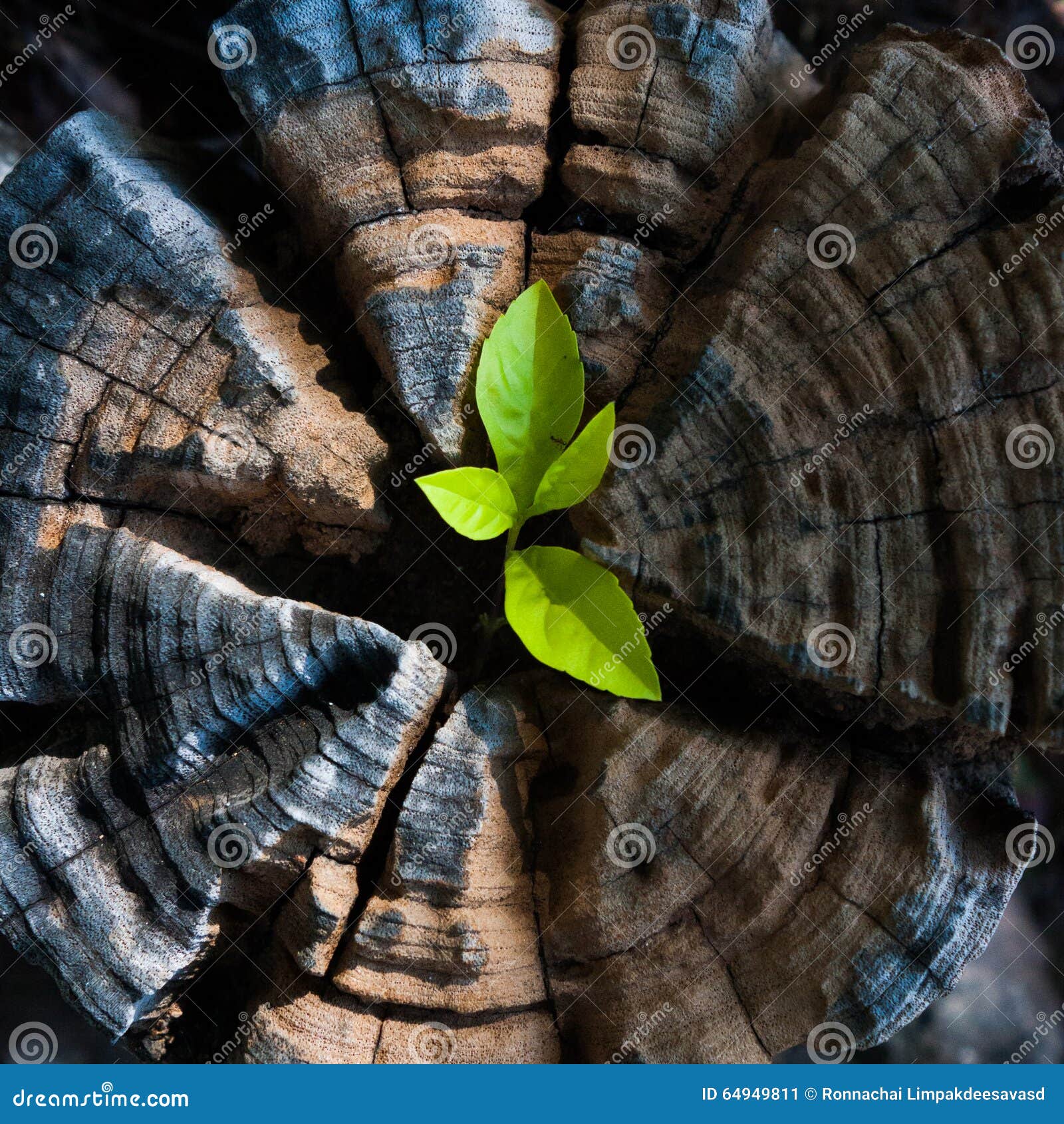 Plant Growing Out of a Tree Stump Stock Image - Image of circle ...
