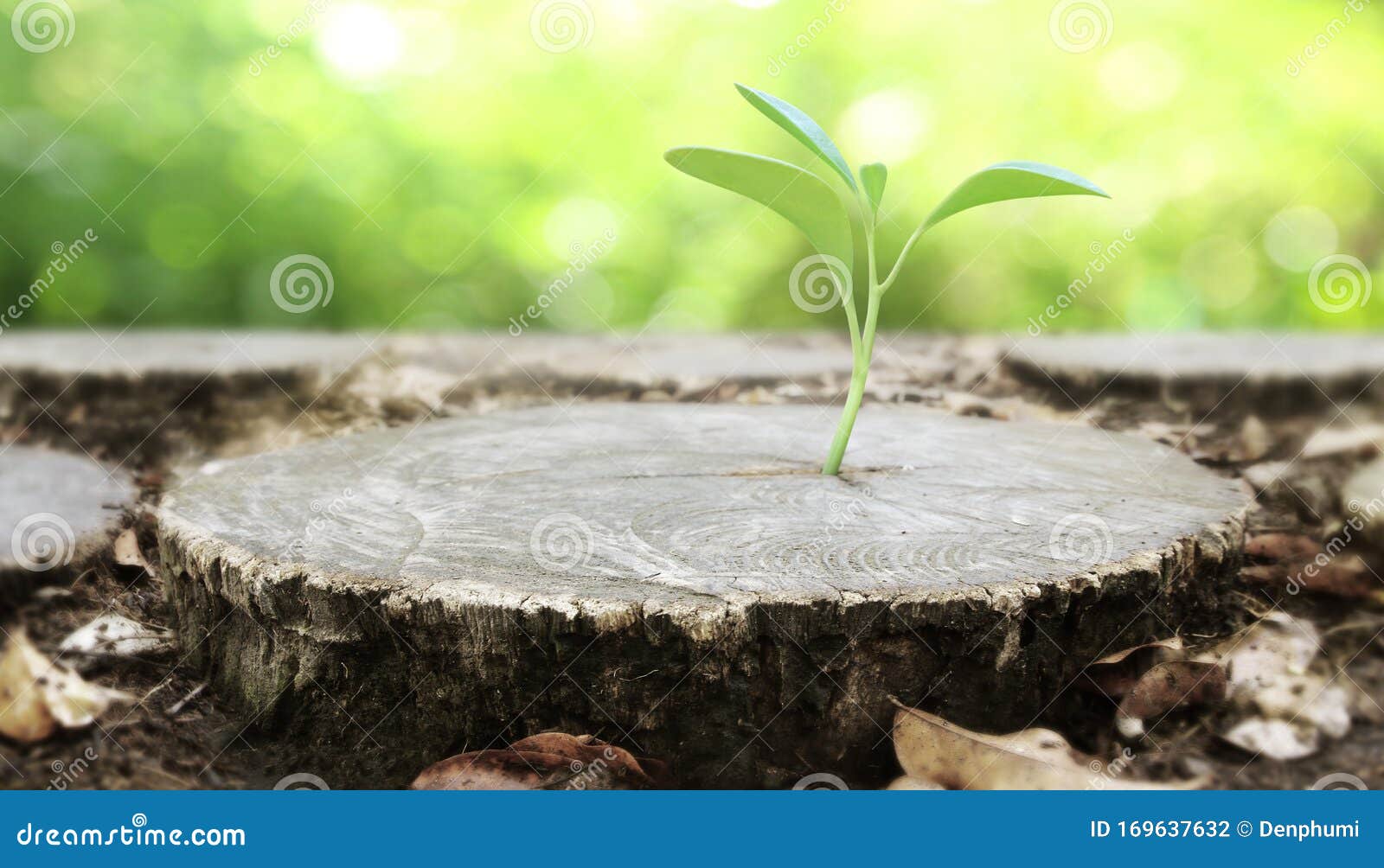 Plant Growing Out of Tree Stump Stock Photo - Image of grow, nature ...