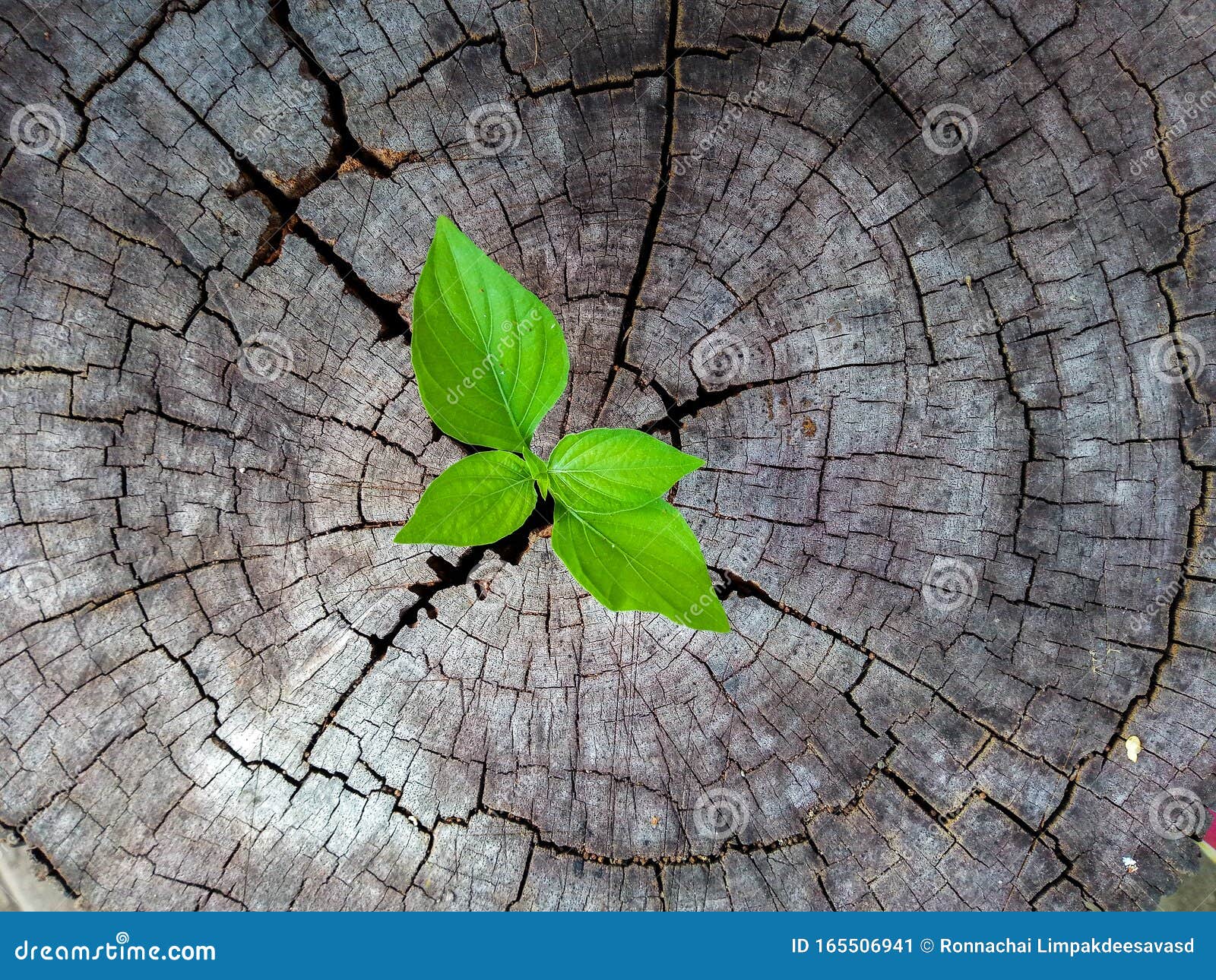 Plant Growing Out of Tree Stump Stock Image - Image of concept, renewal ...