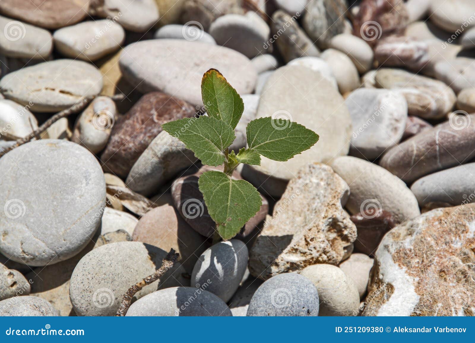Plant Growing between Pebbles Stock Photo - Image of gravel, blooming ...