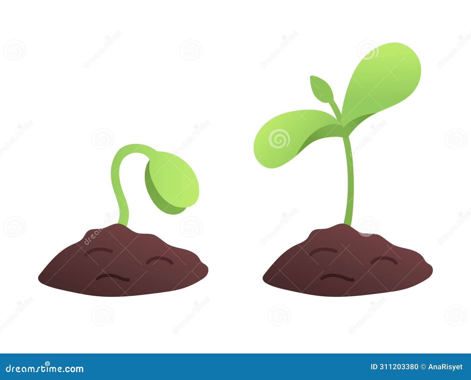 Growing Phases Of Potted Plant - Seeding, Germination, Watering Of ...