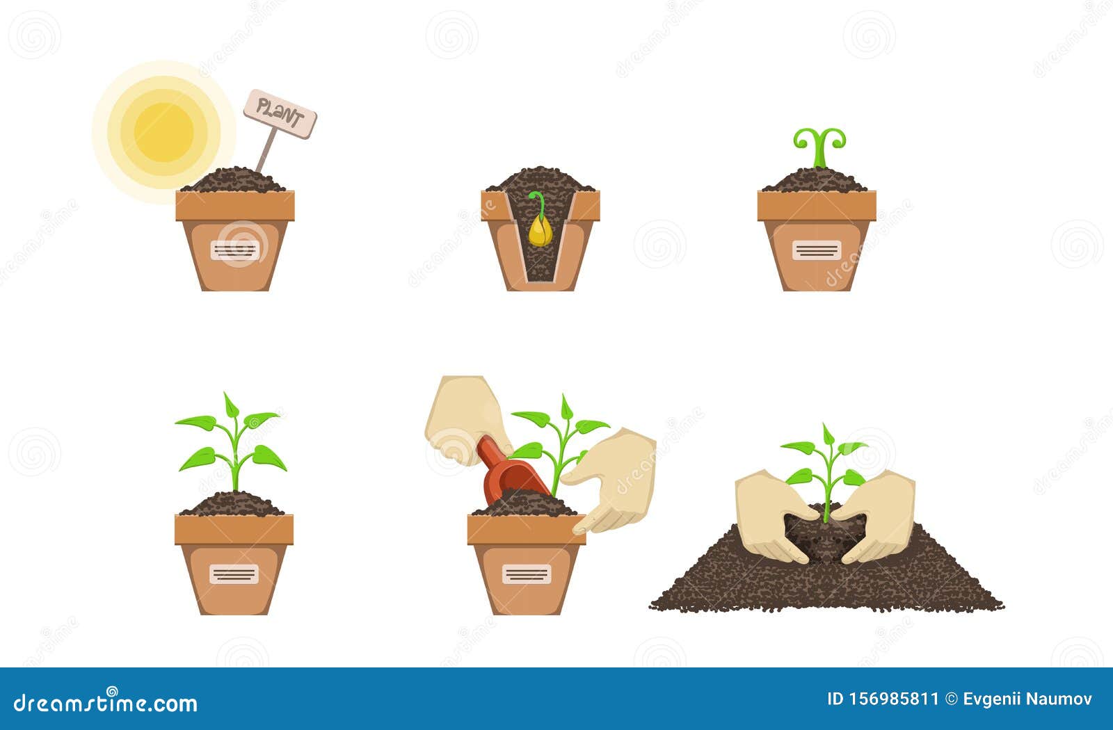 Plant Growing Process Set Gardening Seedling Plant Vector Illustration