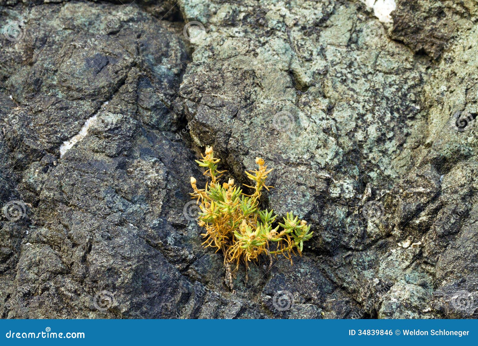 Plant Growing in Rock Crack, Oregon Stock Photo - Image of plant, stone ...