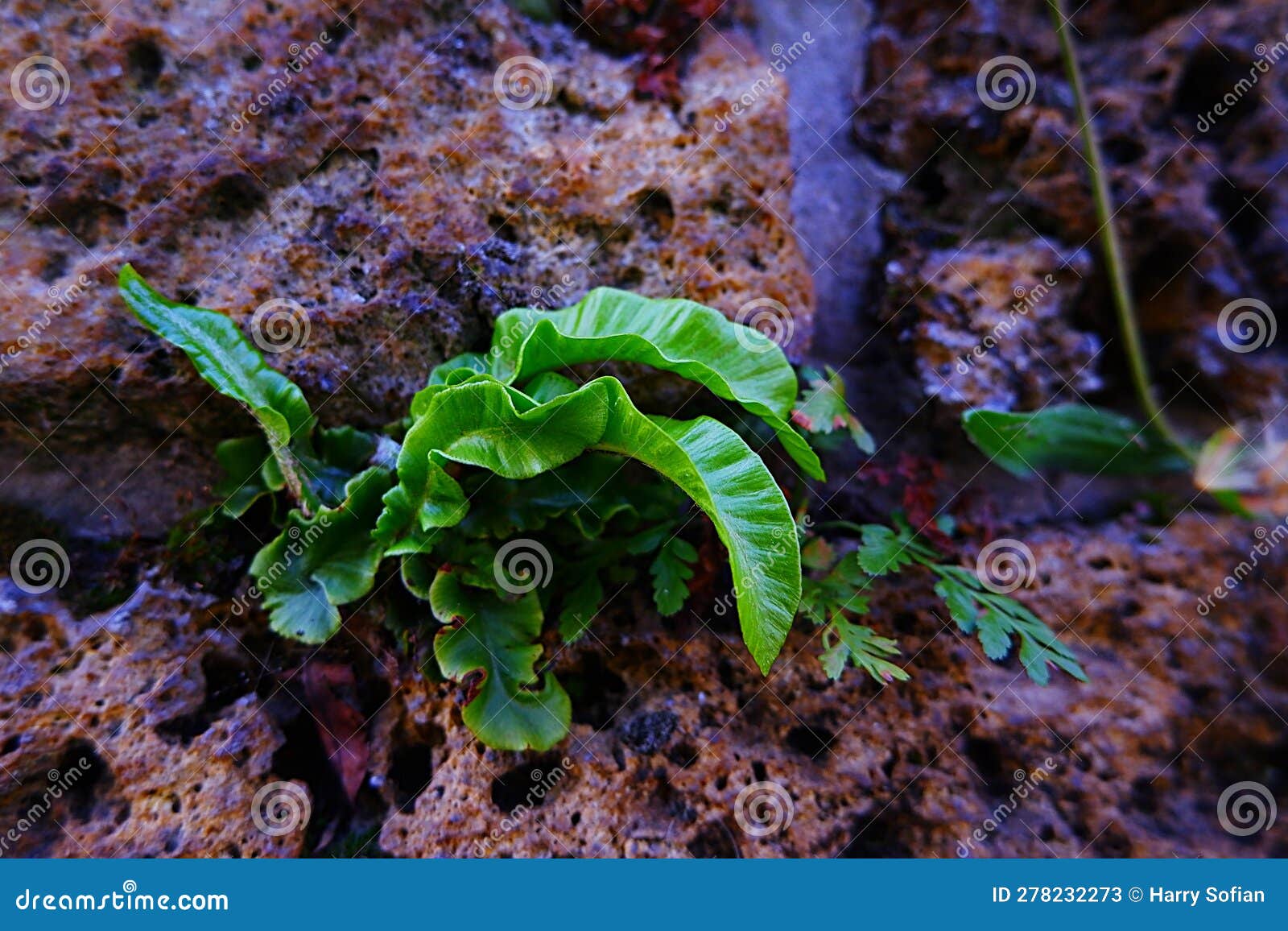 Plants Growing between Rocks Stock Image - Image of leaf, tree: 278232273