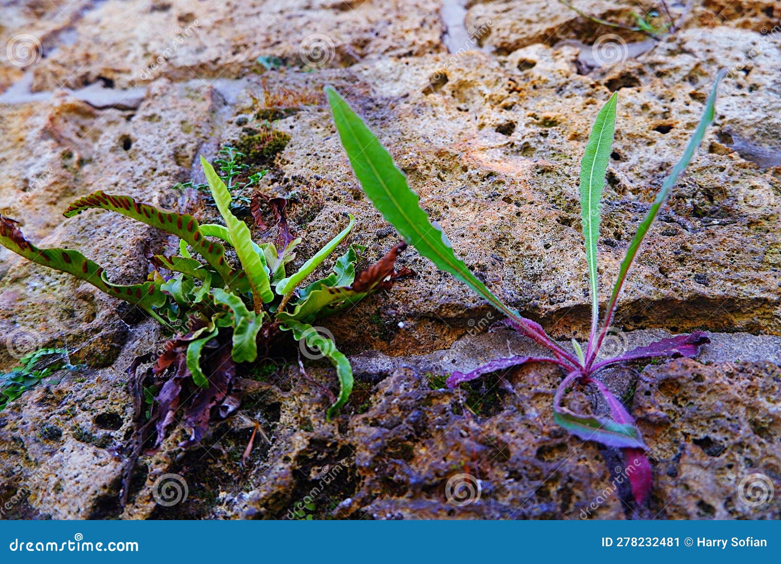 Plants Growing between Rocks Stock Image - Image of outdoor, natural ...