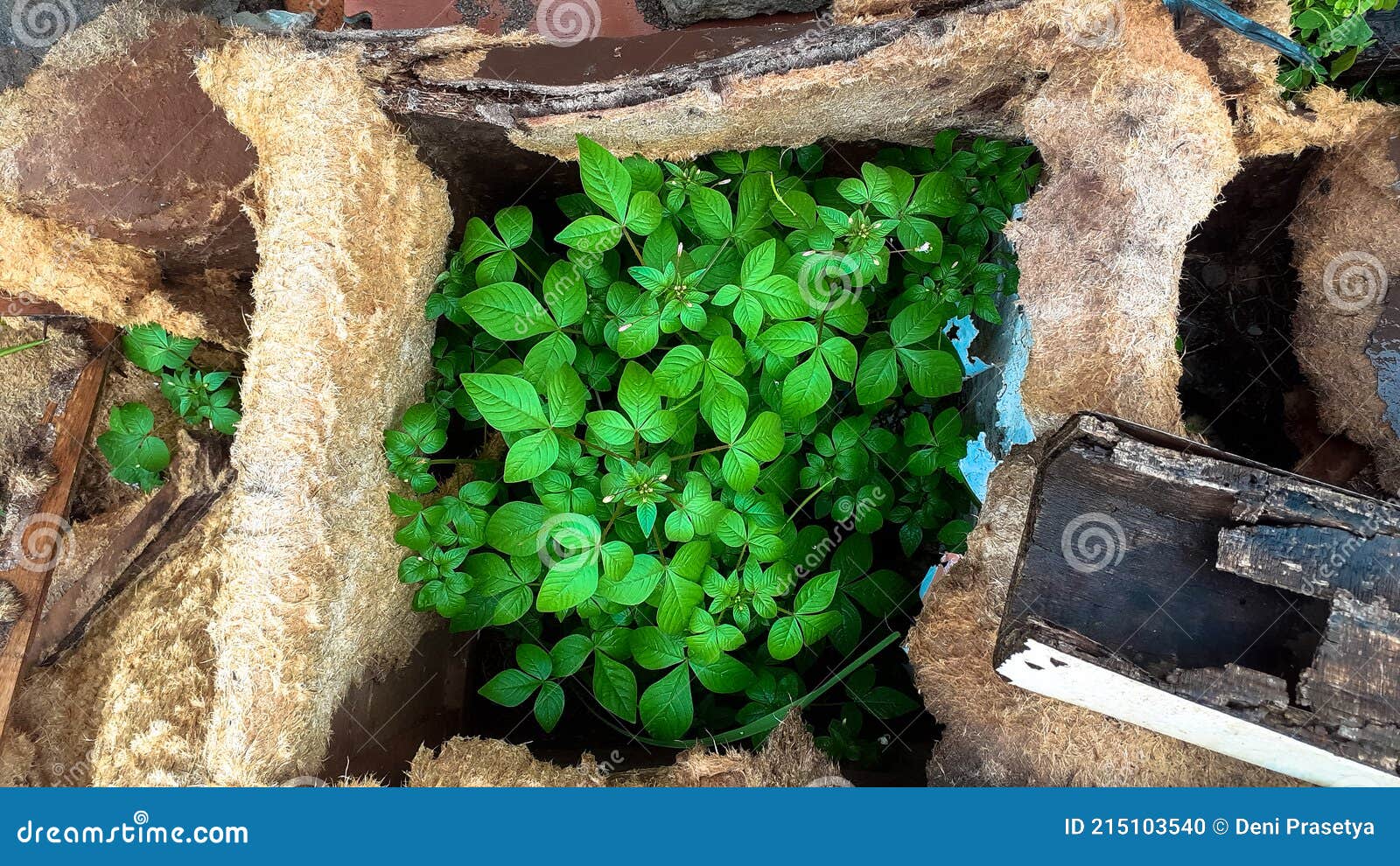 A Plant Growing in the Ruins of a House Stock Photo - Image of garden ...