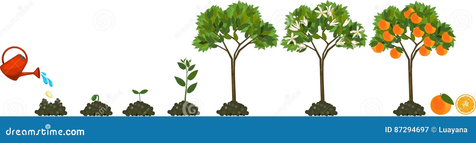 Plant Growing From Seed To Orange Tree. Life Cycle Plant Illustration ... Plant Growing From Seed To Orange Tree. Life Cycle Plant Illustration ...