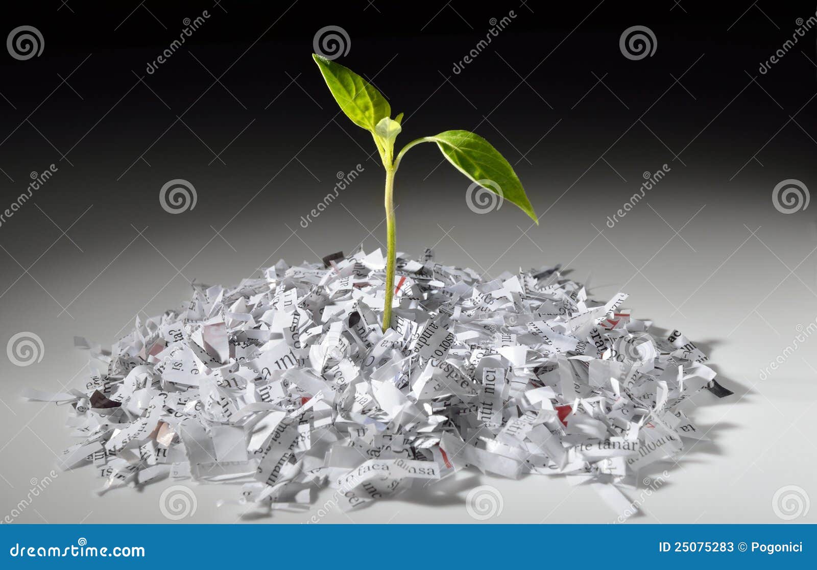 Plant Growing from Shredded Paper Stock Image - Image of ecological ...