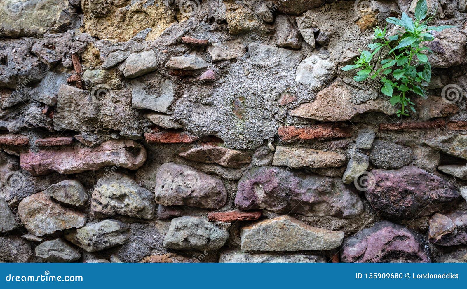 A Plant Growing between the Stones of the Stone Wall Stock Photo ...