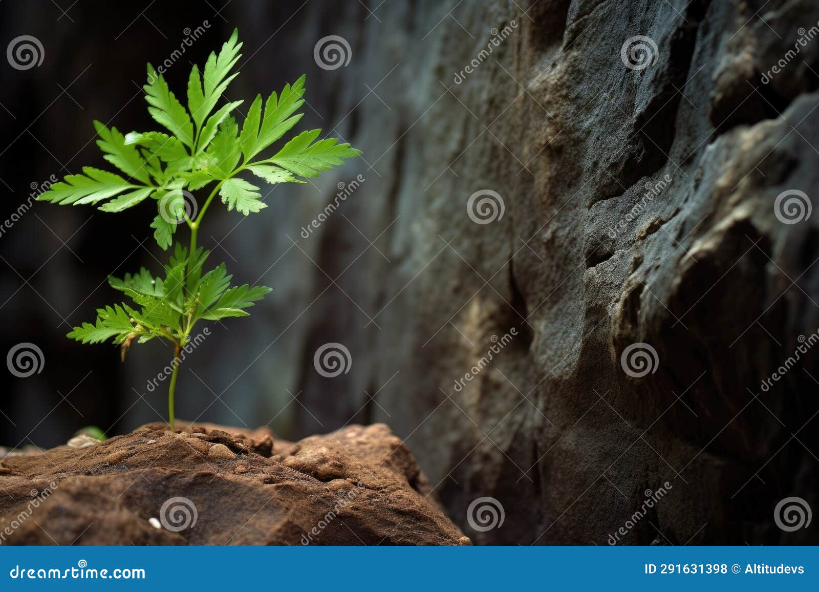 A Plant Growing in a Tiny Pocket of Soil in a Rock Wall Stock Photo ...