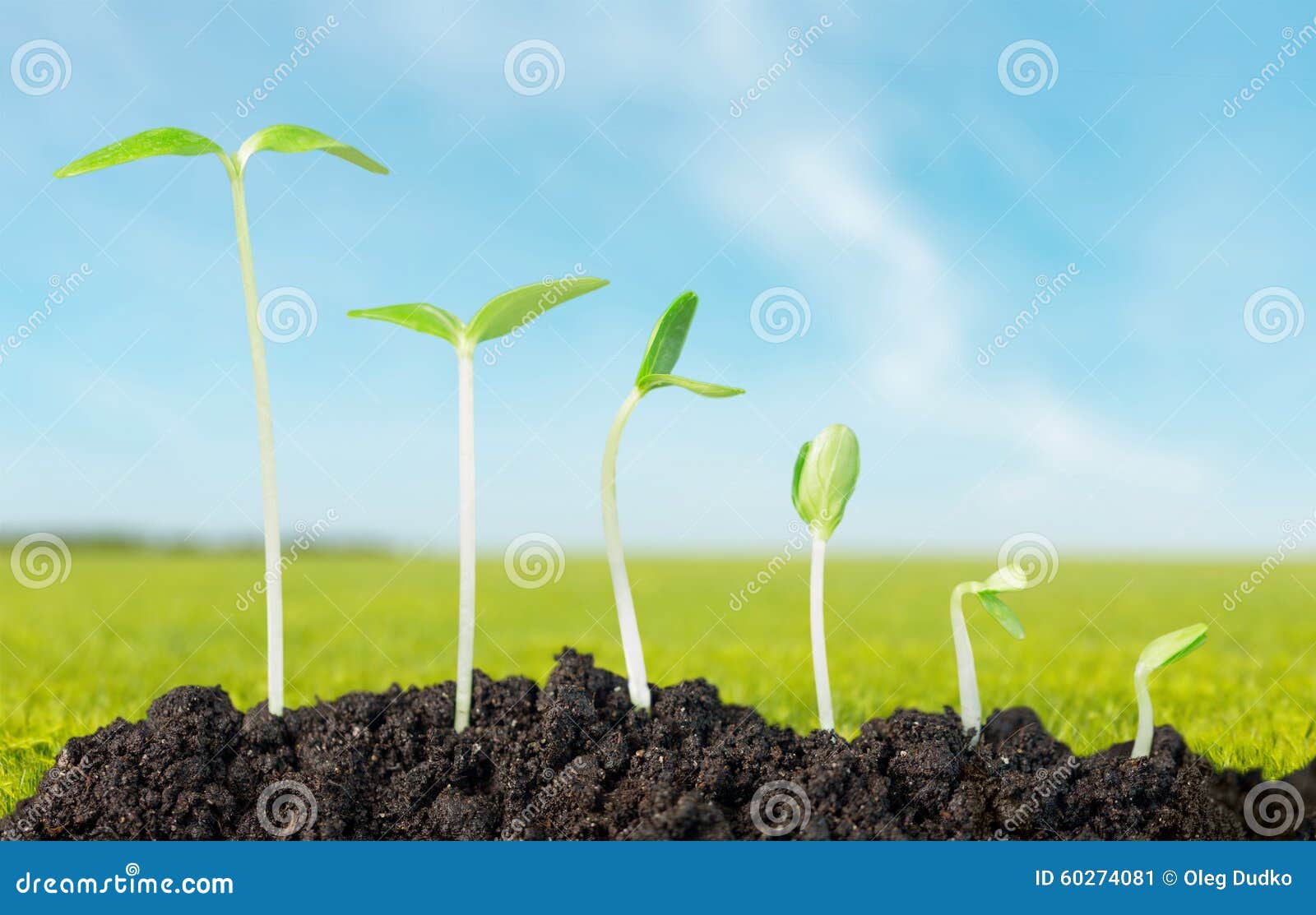 Plant growing stock image. Image of background, sunflower - 60274081