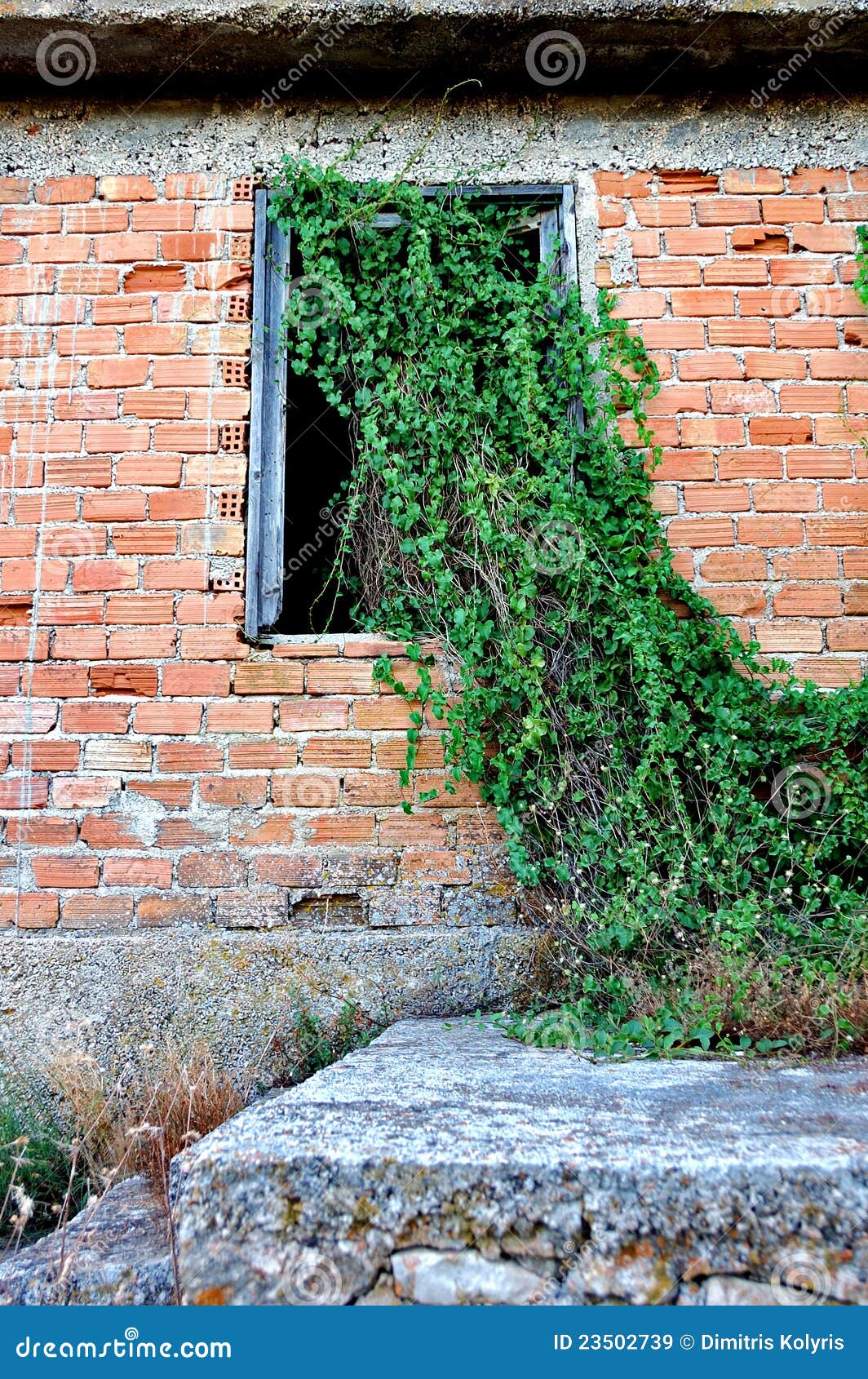 Plant Growing through Window Stock Image - Image of flora, green: 23502739