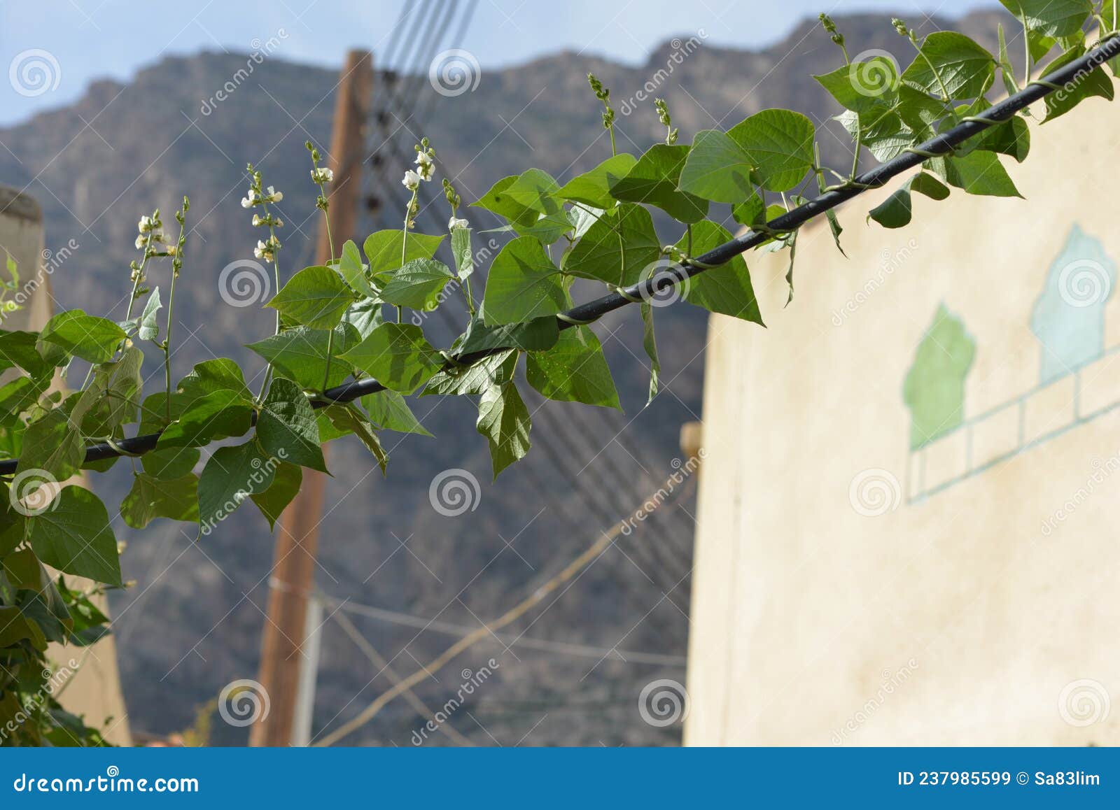 Plant Grown in Electric Cables Stock Image - Image of food, flower ...