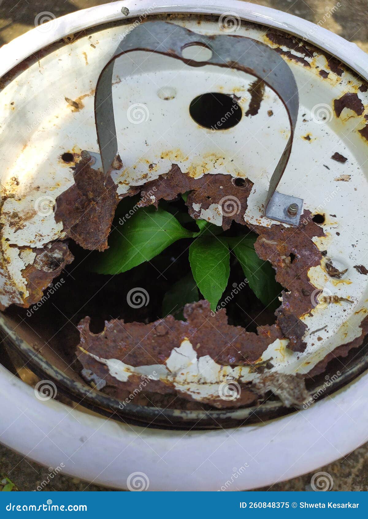 Plant Grown Inside the Bucket Stock Image - Image of grown, chocolate ...