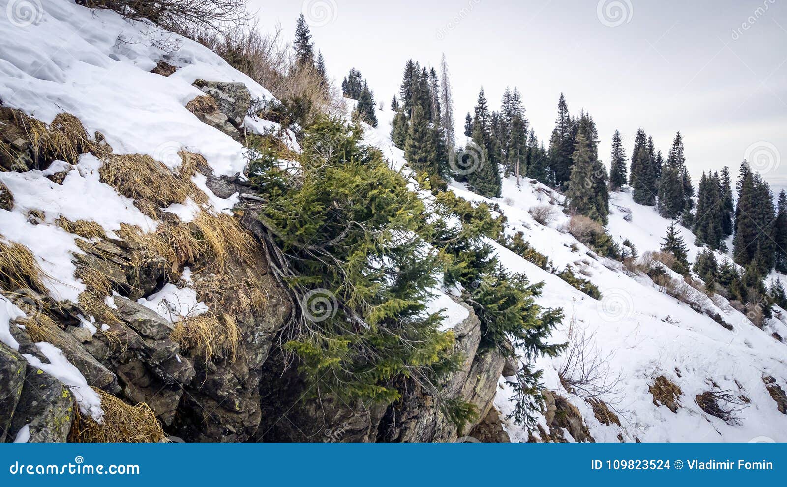 Plants in the mountains. stock photo. Image of plants - 109823524
