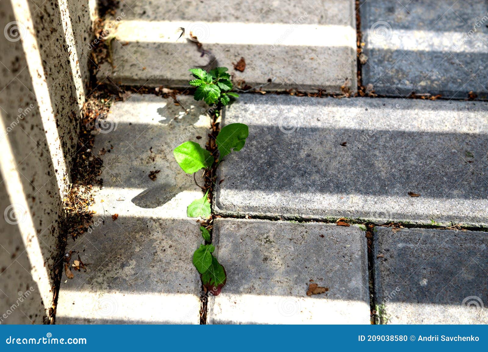 The Plant Grows through the Paving Slabs. Plants in an Urban ...