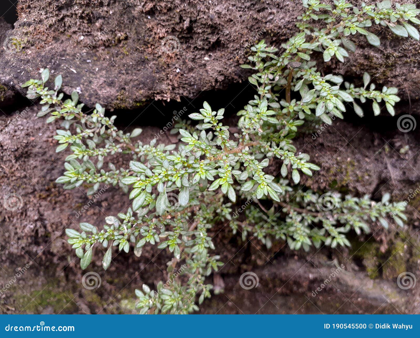 A Plant that Grows between the Rocks Stock Photo - Image of grows ...