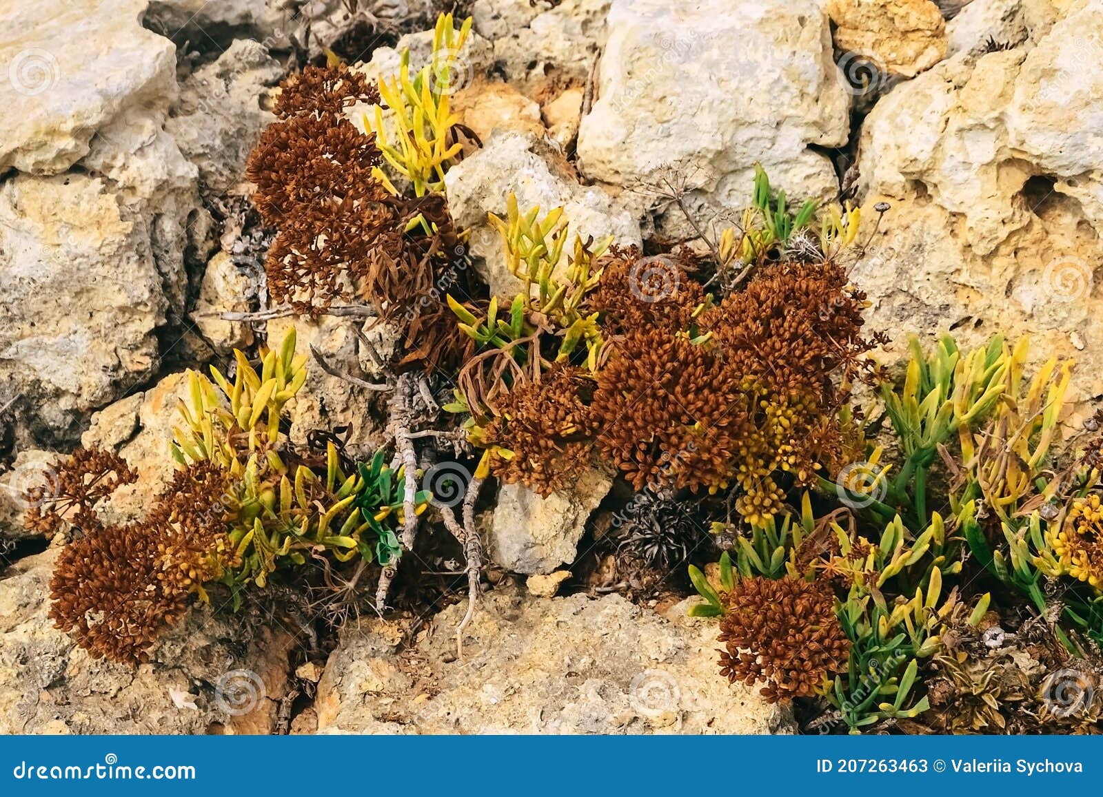 The Plant Grows On Stones. The Grass Makes Its Way Out Of The Sandstone ...