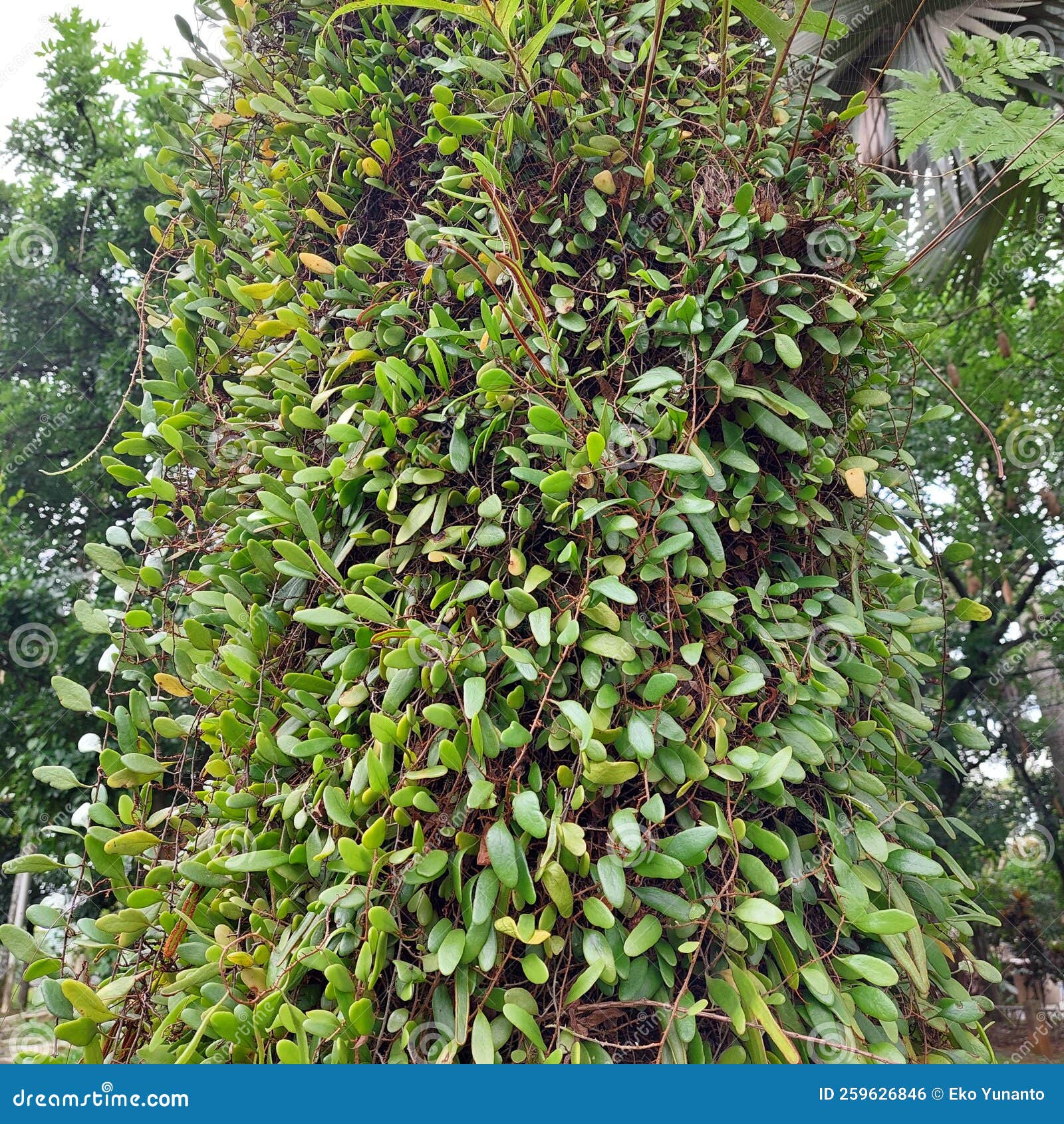 A Plant that Grows Vines on a Big Tree Trunk Stock Photo - Image of ...
