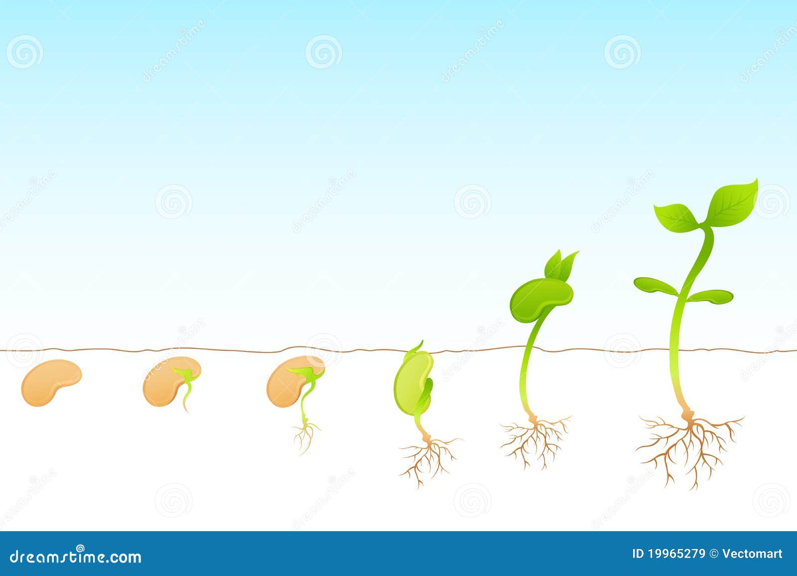 Plant Growth stock vector. Illustration of healthy, isolated - 19965279