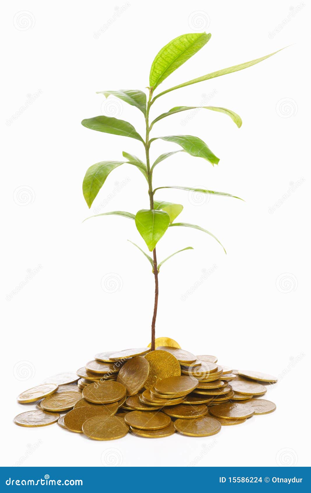 Plant Growth between Gold Coins Stock Photo - Image of heap ...