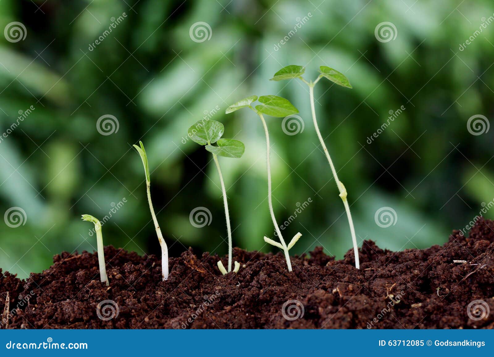 Plant Growth-New Beginnings Stock Image - Image of flora, environmental ...