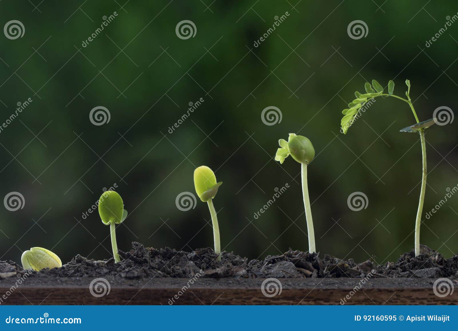 Seed Growing Background