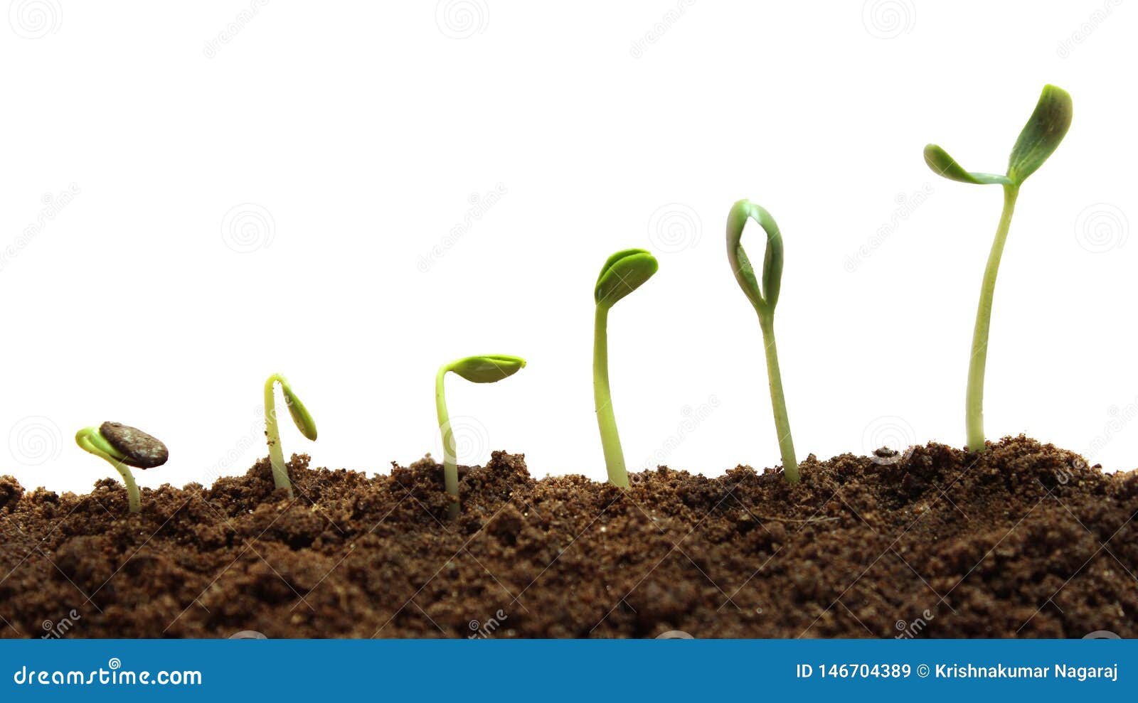 Seed Growing Background