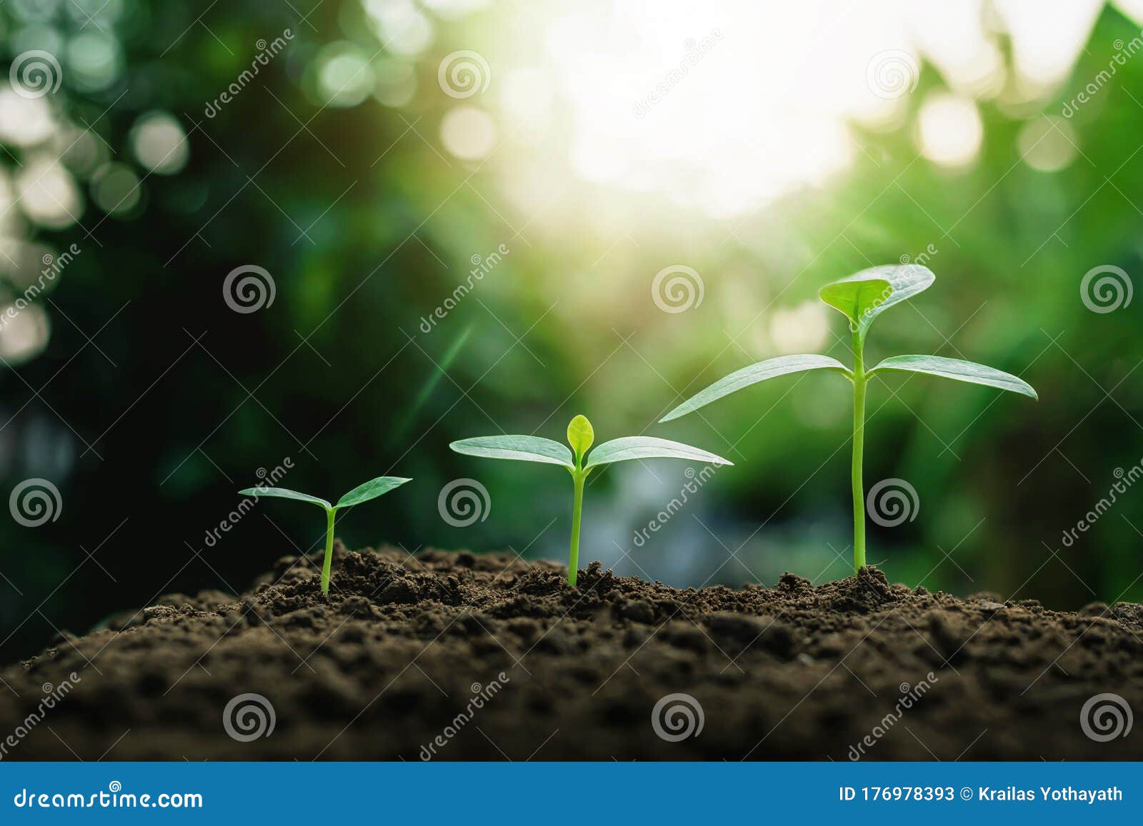 Plant growth on the soil stock image. Image of nature - 176978393