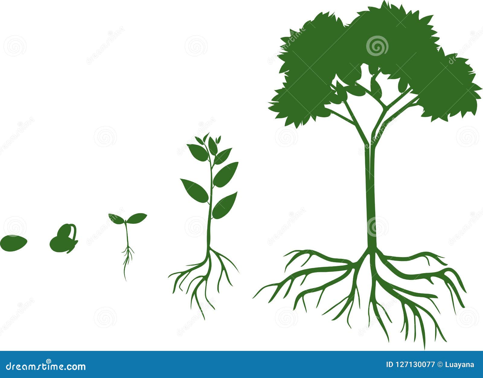 Plant Growth Stage from Seed To Adult Tree with Root System. Life Cycle ...