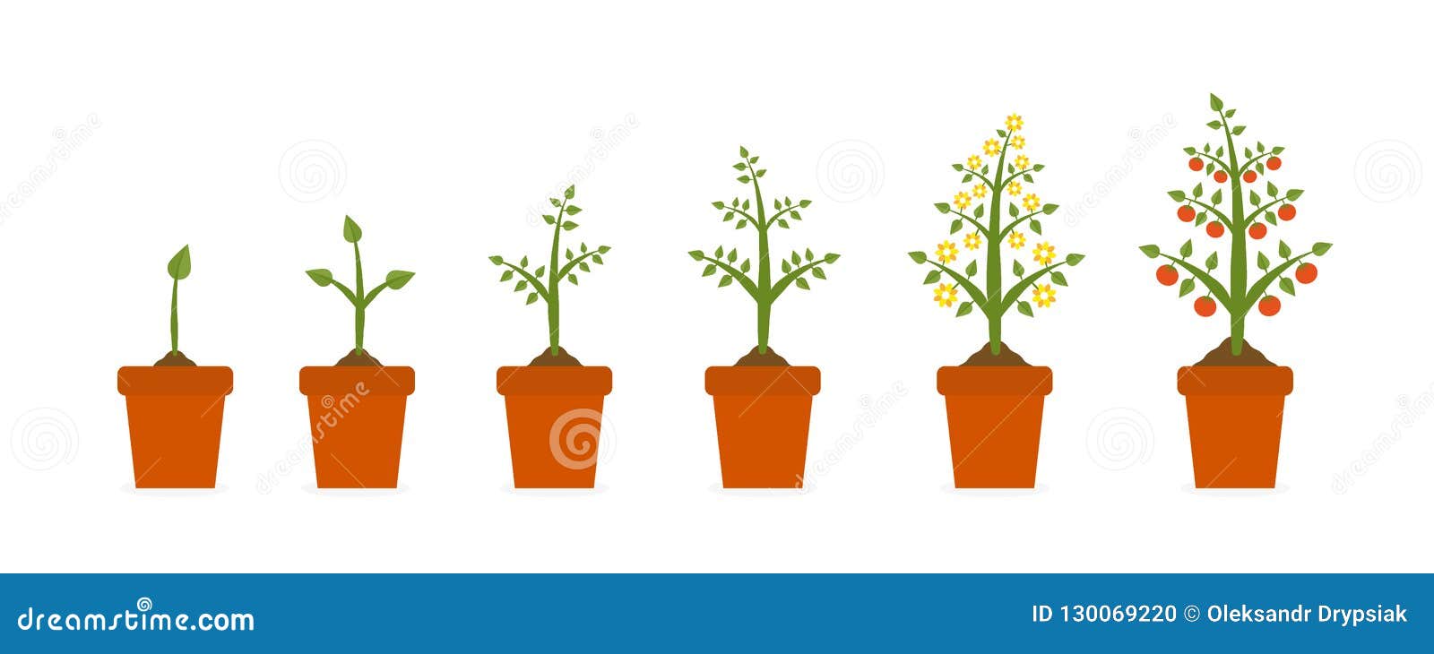 Plant Growth Stages in in Ceramic Pot. Tree with Green Leaf and Red ...