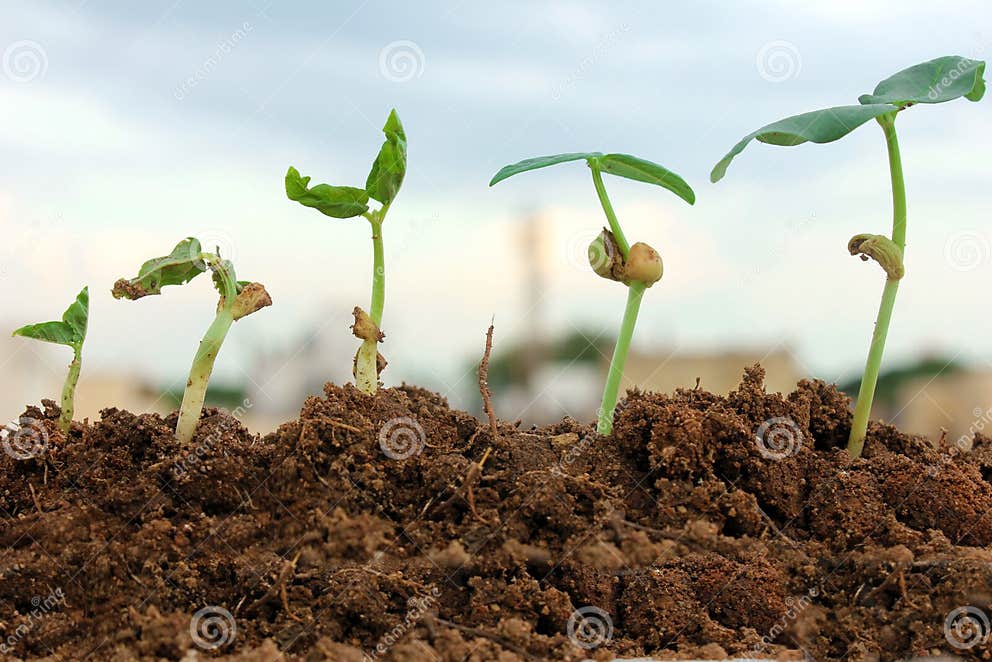 Plant Growth-Stages of the Plant Development Stock Photo - Image of ...